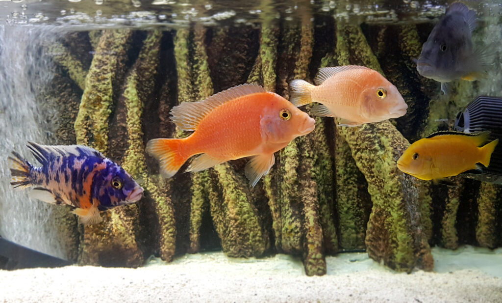 This Lake Creates More New Species Than Any Place on Earth - Diyaryo Pinoy